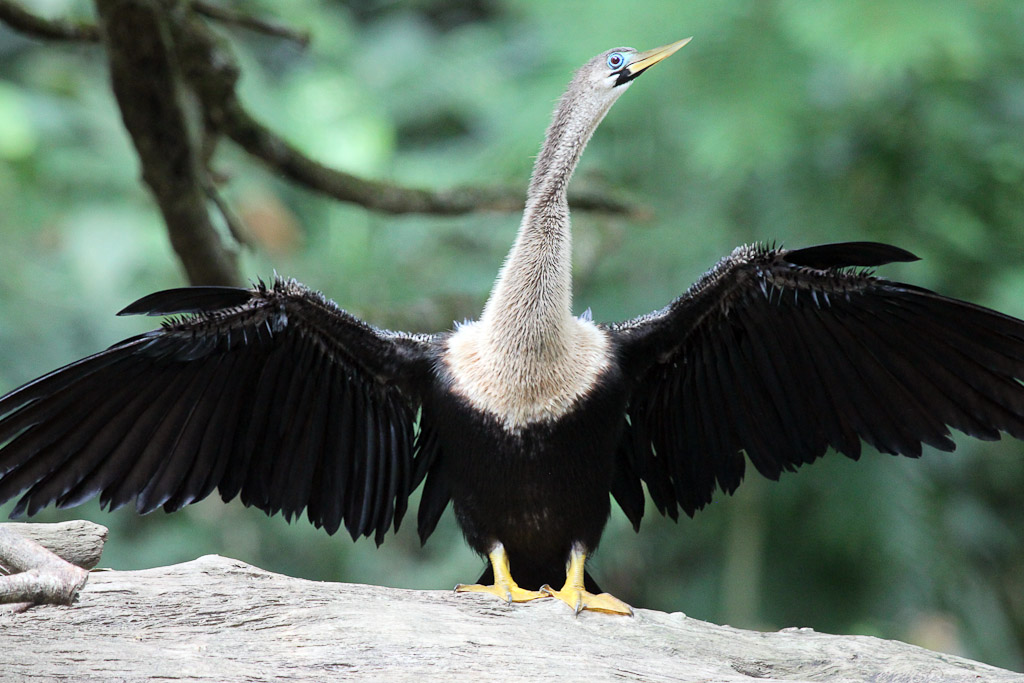 Adult Anhinga Drying its Wings
