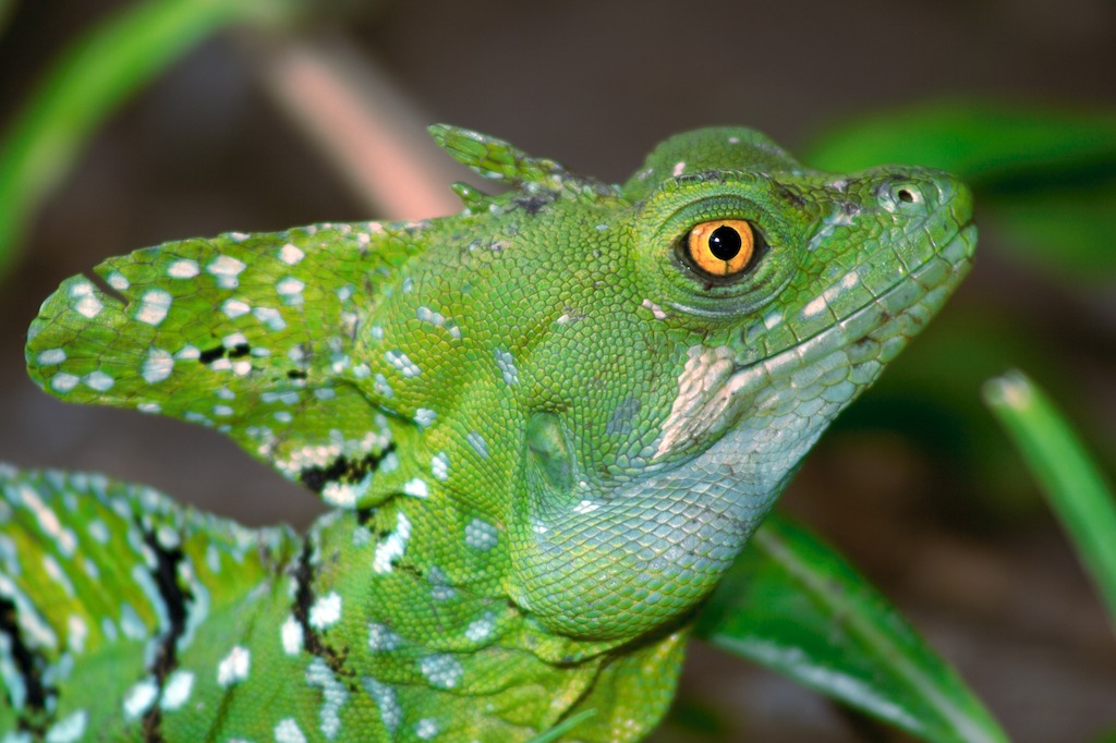 Close-up of Male Emerald Basilisk Lizard in Tortuguero