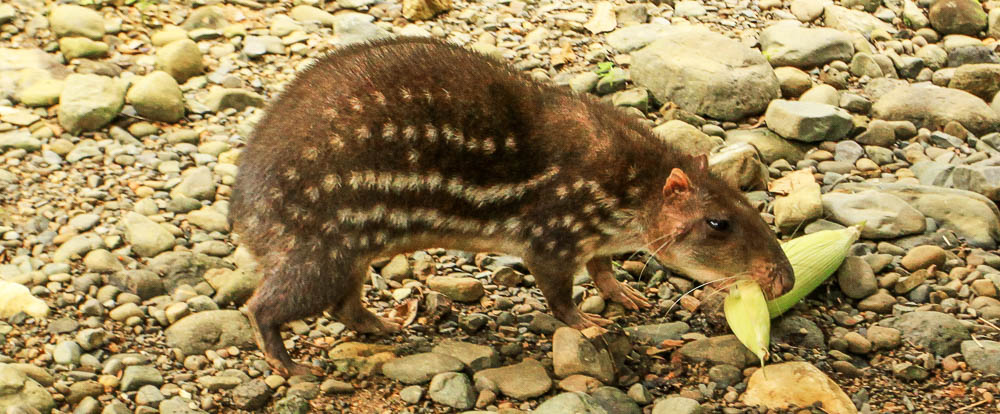 Osa Wildlife Sanctuary