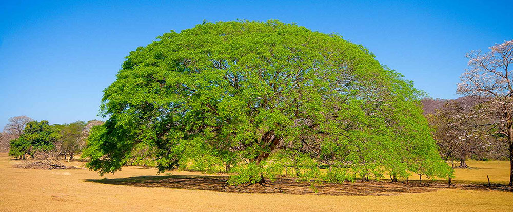 Guanacaste Tree