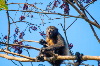 Howler Monkeys