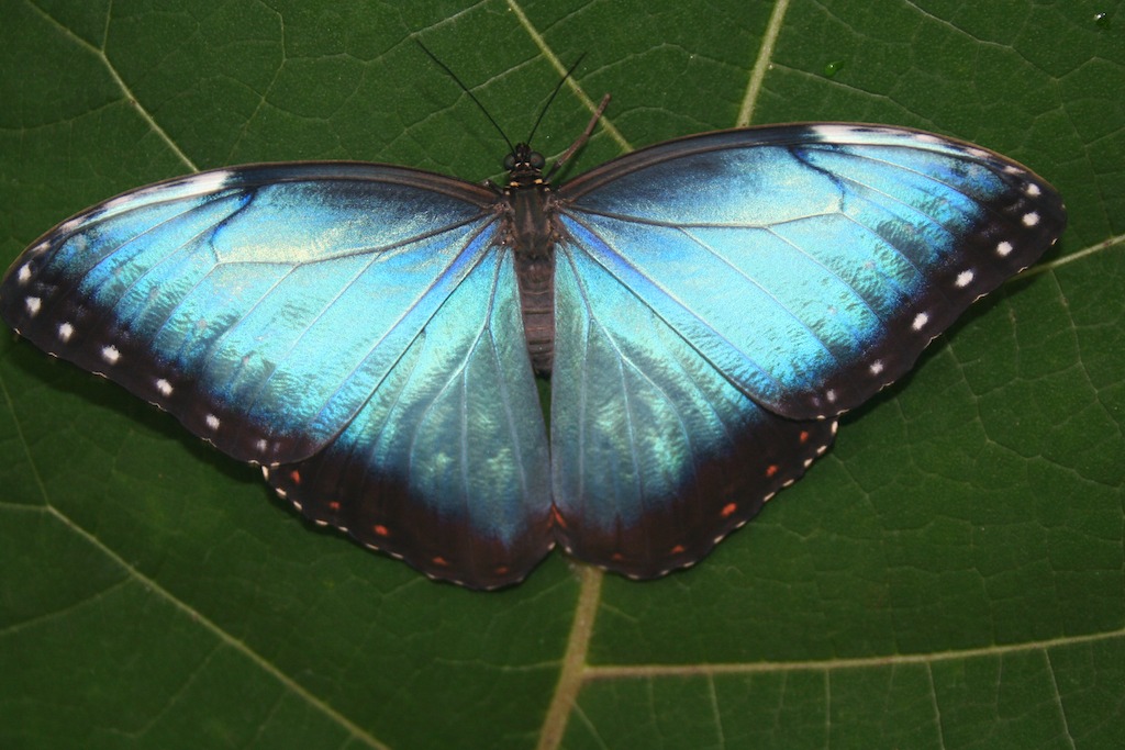 Blue Morpho at La Paz Butterfly Garden
