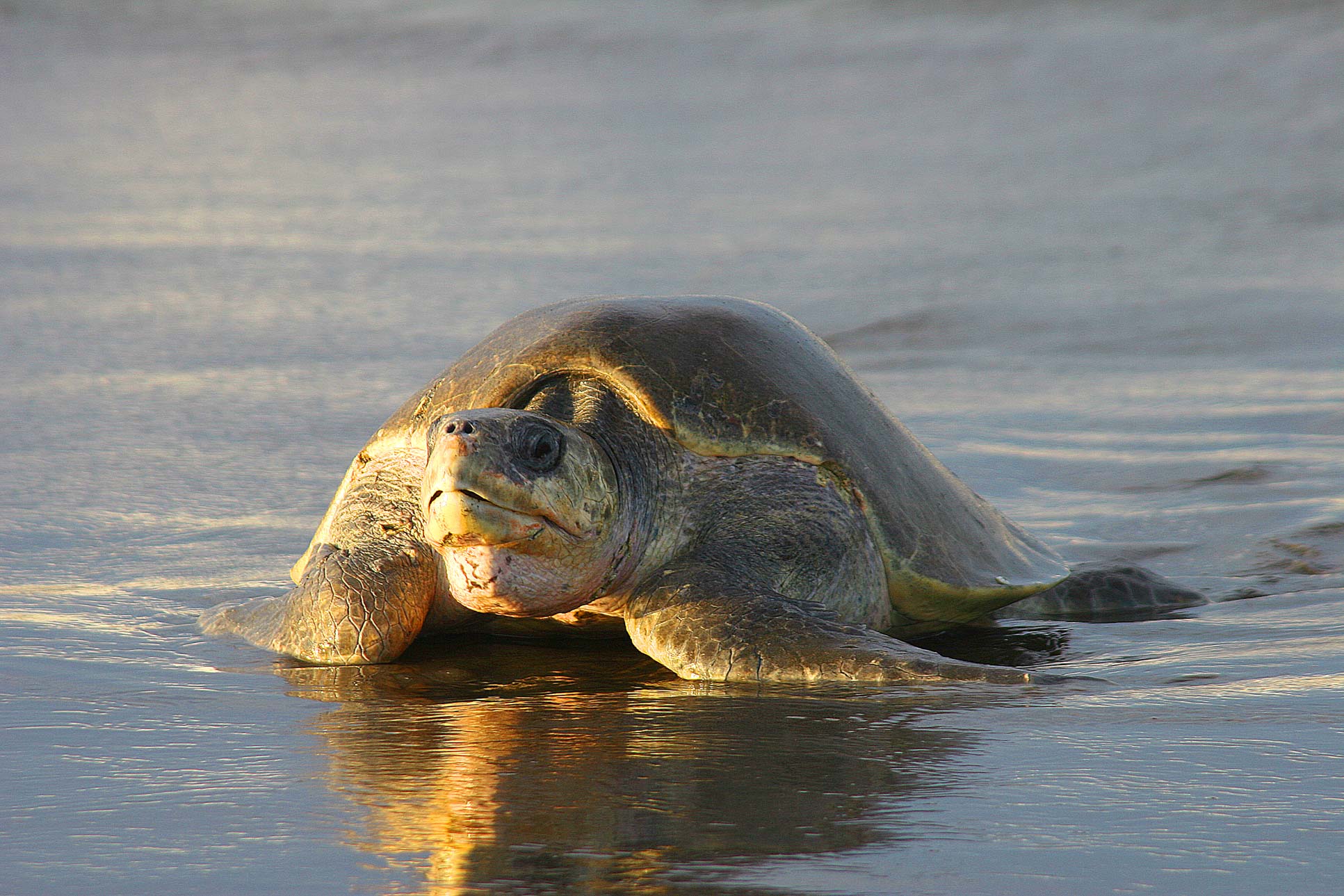 Olive Ridley Sea Turtles
