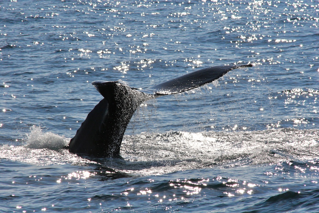 Humpback Whale Tail