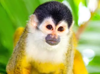 Squirrel Monkeys