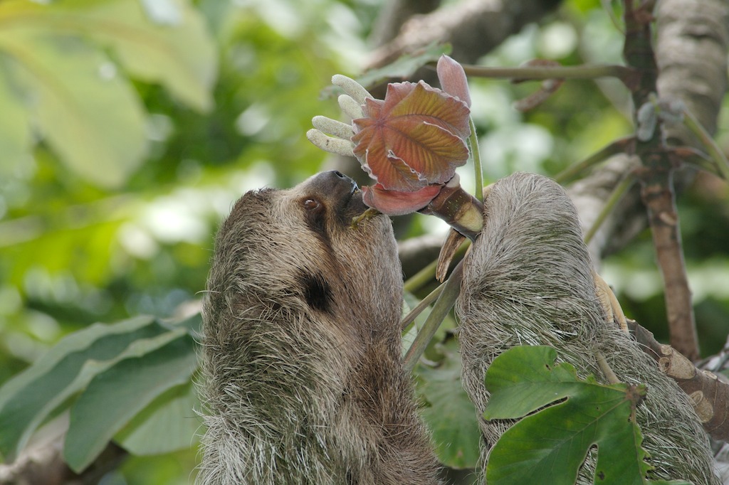 Three-toed Sloth Eating Favorite Leaf in Manuel Antonio