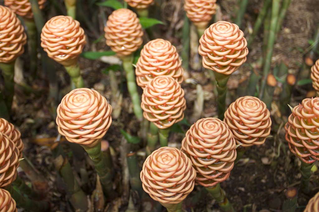 Shampoo Ginger Plants