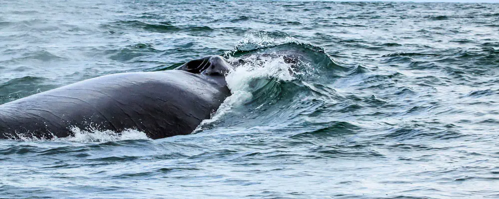 ballena aventura tour humpback closeup 1