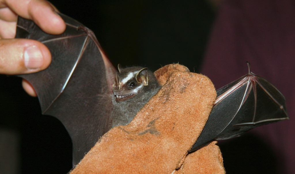 Common Tent-making Bat at Tirimbina Reserve