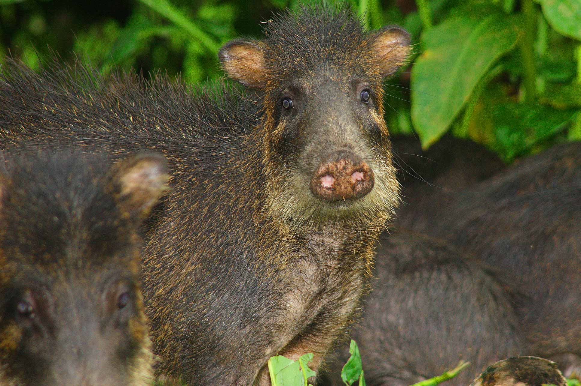 Collared Peccaries