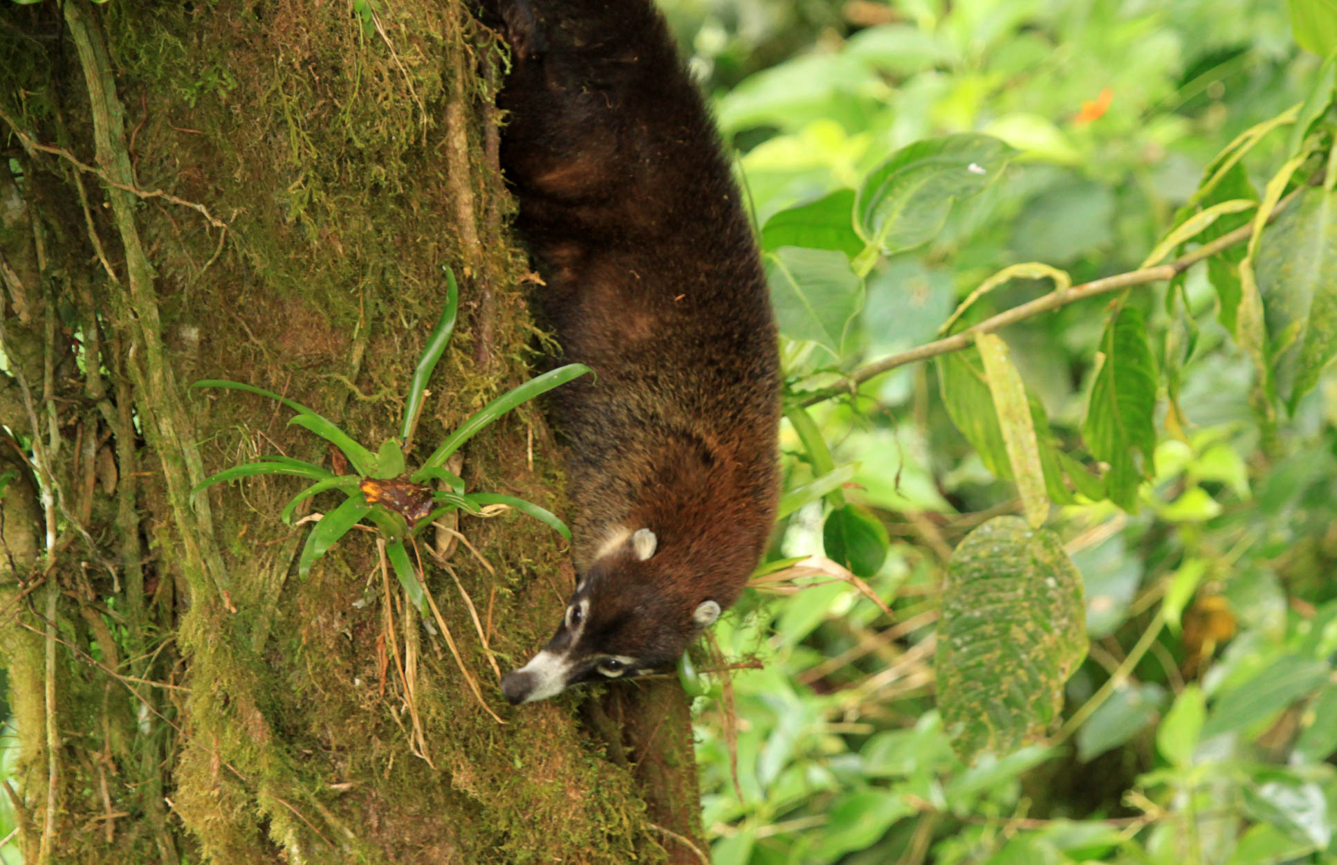 Coatimundis