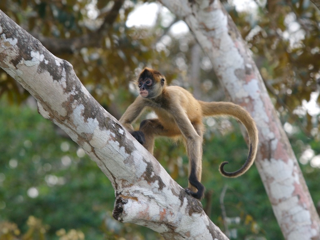 Spider Monkey Climbing Tree at Curu Wildlife Refuge