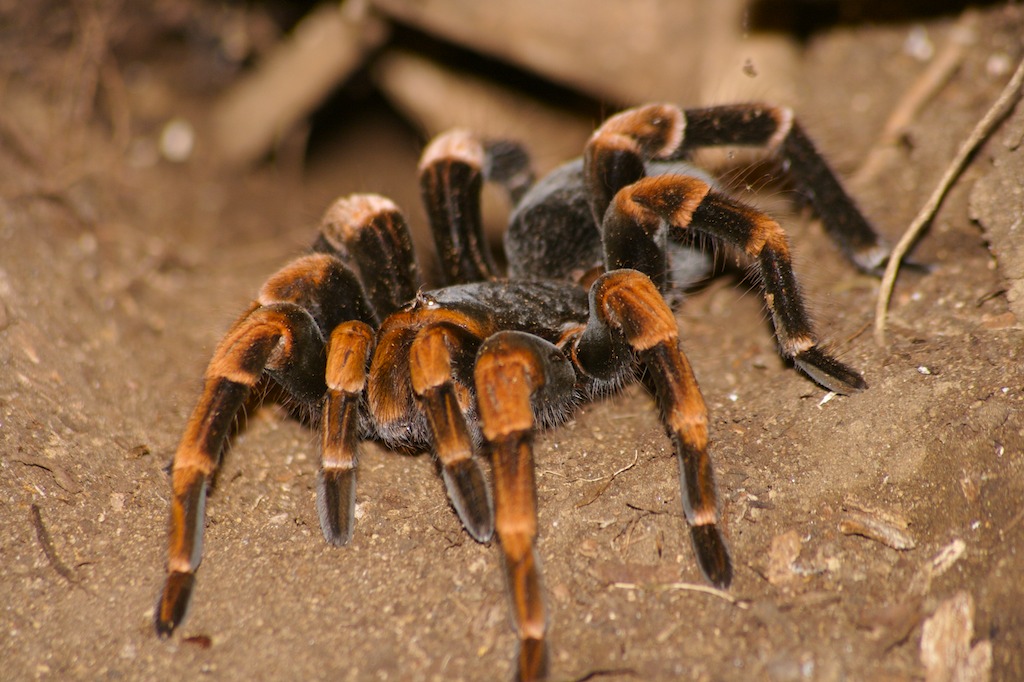 Orange-kneed Tarantula in Monteverde