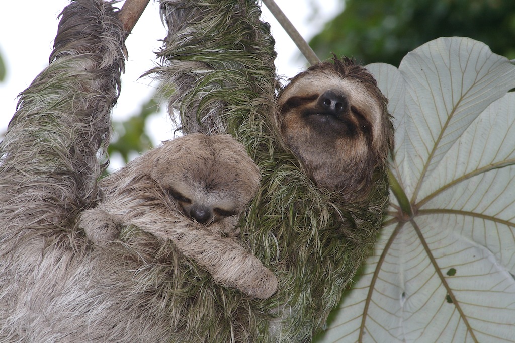 Three-toed Sloths on Cecropia at Manuel Antonio