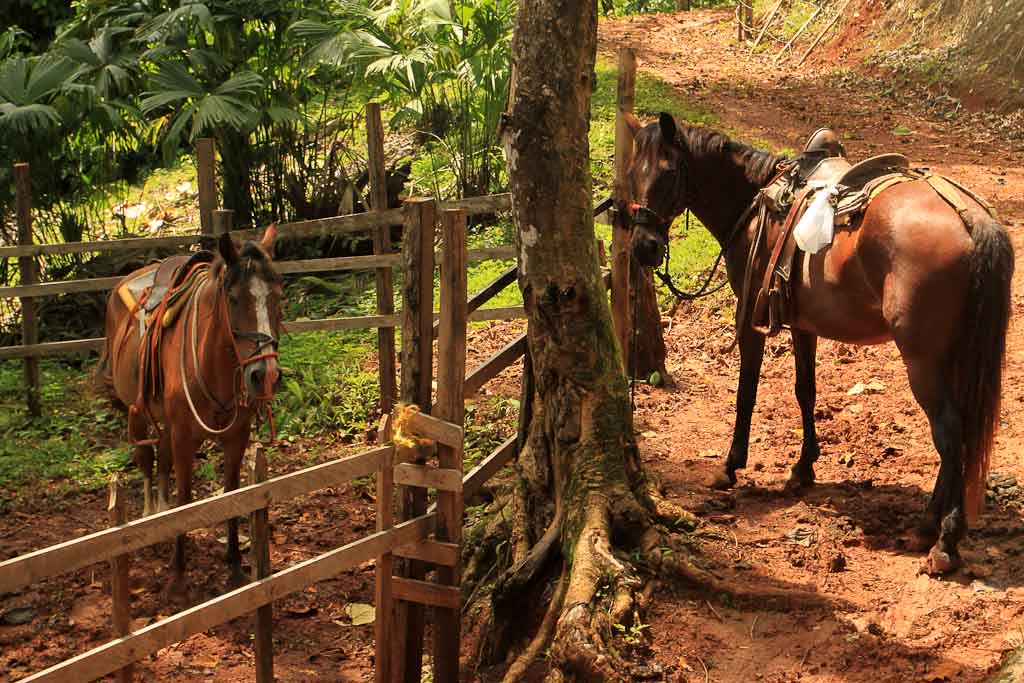bijagual-tour-horses-3.jpg