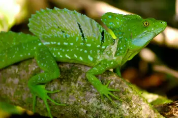 Basilisk Lizards