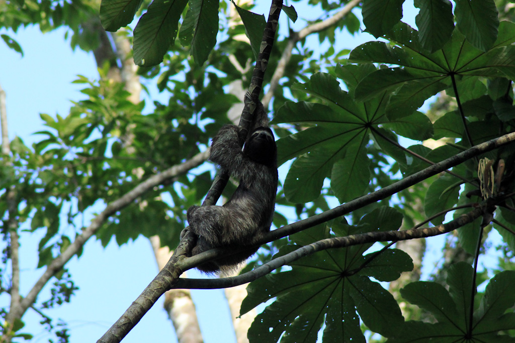kekoldi-reserve-three-toed-sloth-4.jpg