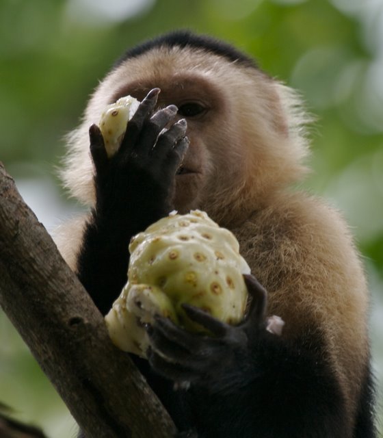 White-faced Monkeys