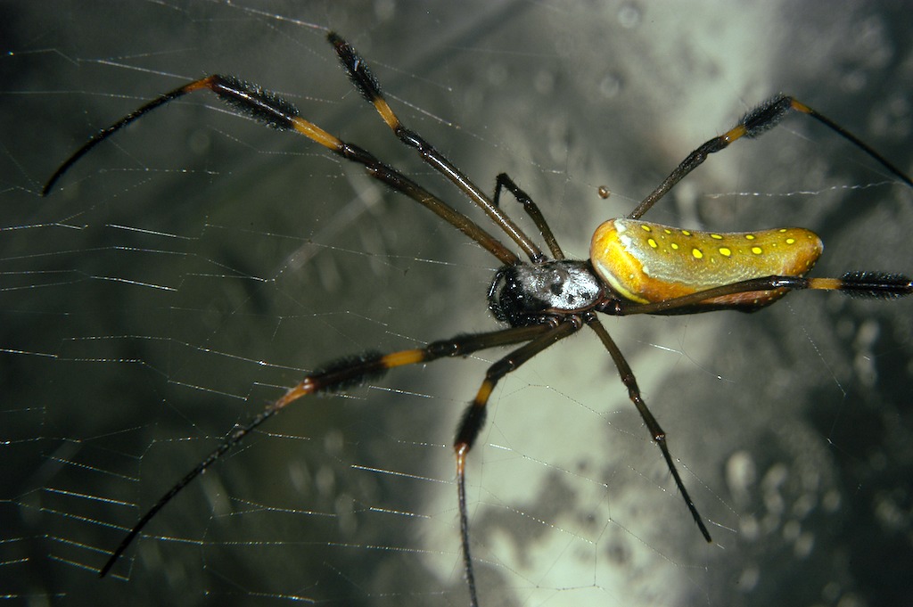 Golden Orb Spider in Monteverde
