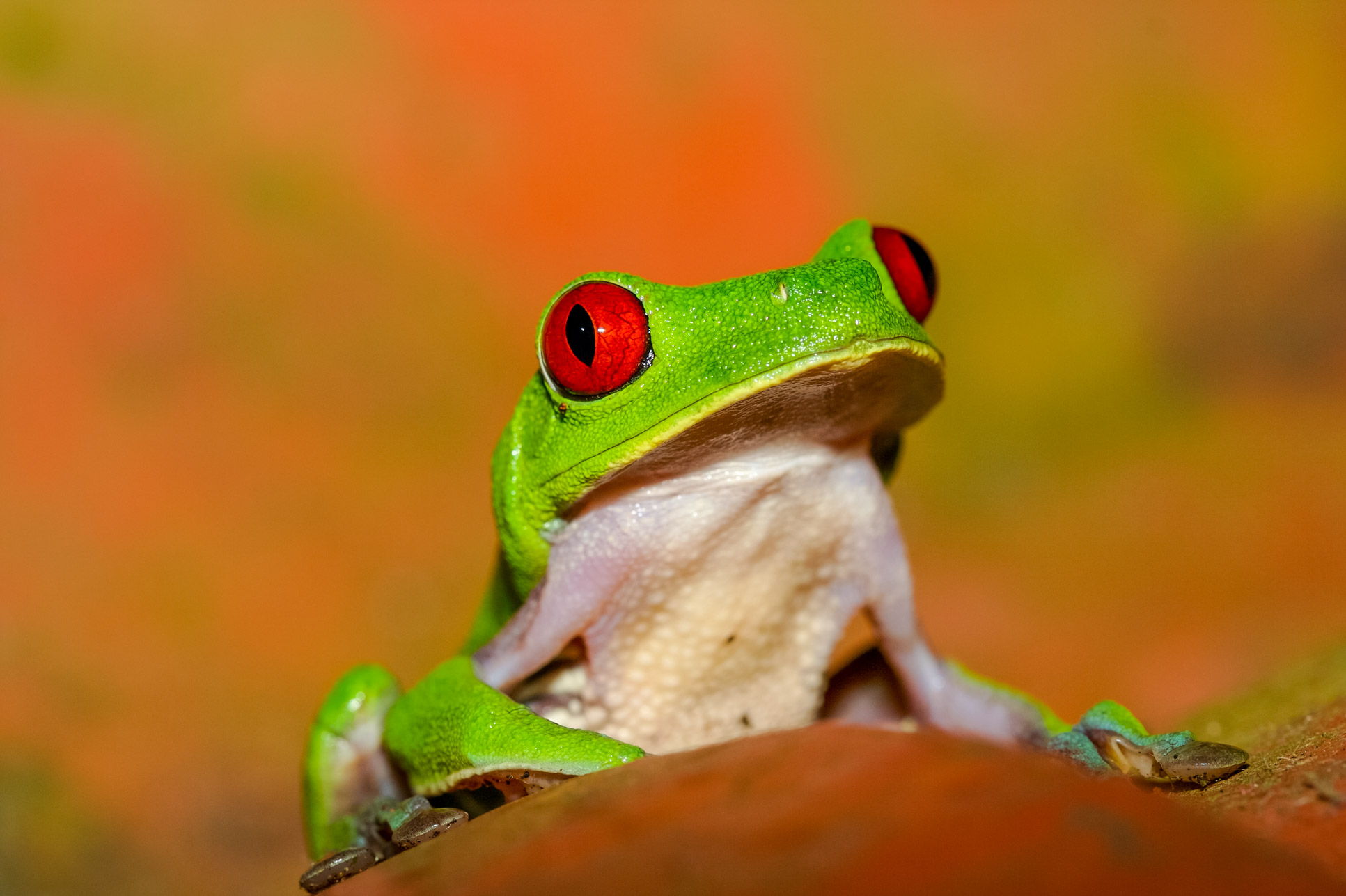 Red Eye Green Tree Frog Playa Nicueza Costa Rica